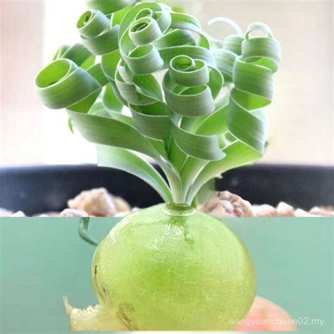 Sg Succulents Spring Grass Wide Leaf Spiral Grass Ball Root Block Root