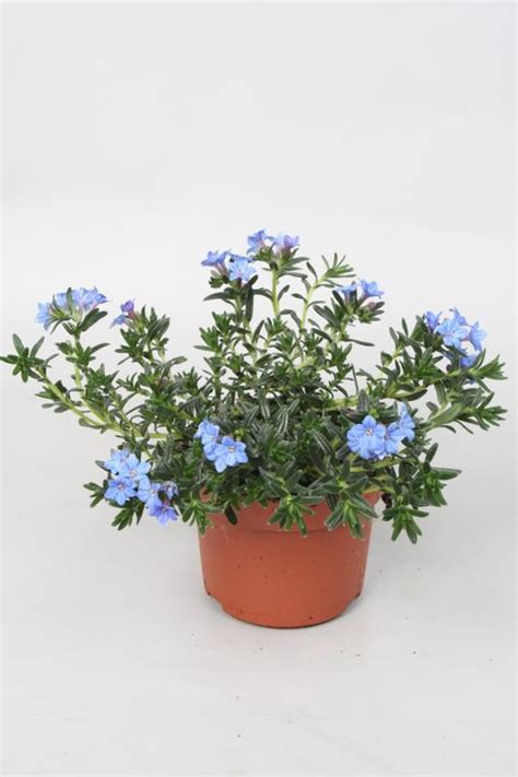 Lithodora Diffusa — Plant Wholesale Floraccess