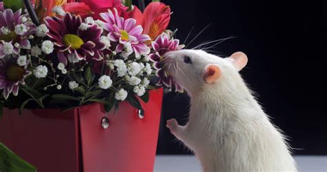 Rat Cells Grown In Mouse Brains Restore Their Sense Of Smell