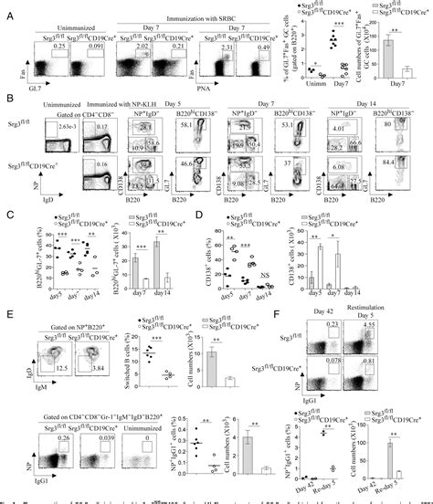 Figure 1 From The Swi Snf Chromatin Remodeling Complex Regulates