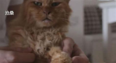 20岁高龄的老橘猫知道自己即将不久于世和主人道别 宠界新闻