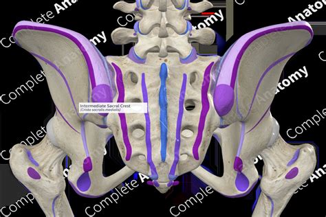 Intermediate Sacral Crest Right Complete Anatomy
