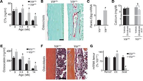 Bone Mineralization Semantic Scholar