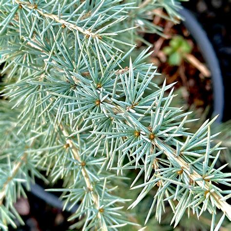 Electra Blue Deodar Cedar 2 Gallon Container Lots Of Plants