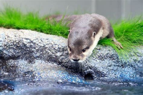 サンシャイン水族館 営業時間、料金、地図・アクセス情報｜動物園・水族館特集