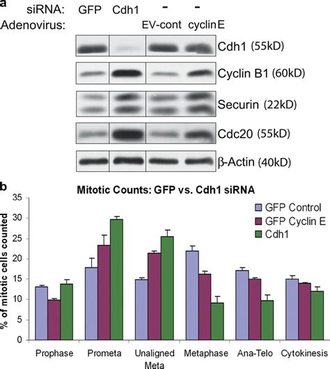 Reducing Cdh1 By Rnai Mimics Cyclin E Overexpression Resulting In