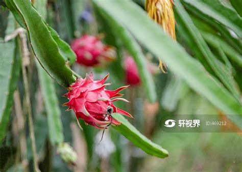 四川仁寿：火龙果喜获丰收 图片 轩视界