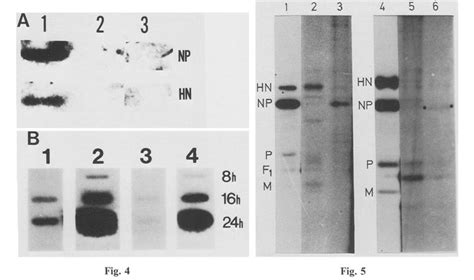 A B Northern Blot Hybridization Total Rna Was Directly Extracted