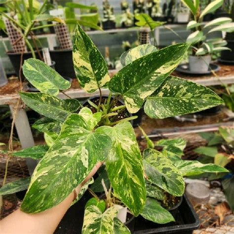 Philodendron Emerald Queen Marble Mutation Amazon Garden Thailand