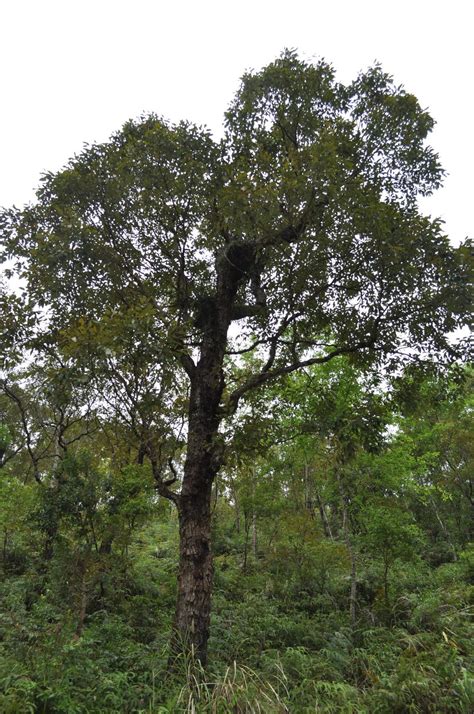 Quercus Variabilis Trees And Shrubs Online