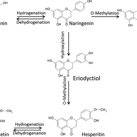 Metabolic Interconversion Of Flavone And Flavanone Aglycons Derived Download Scientific Diagram