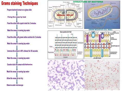 Staining Techniques Ppt
