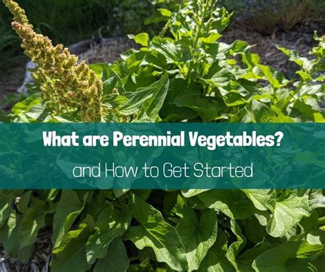 What Are Perennial Vegetables And How To Get Started
