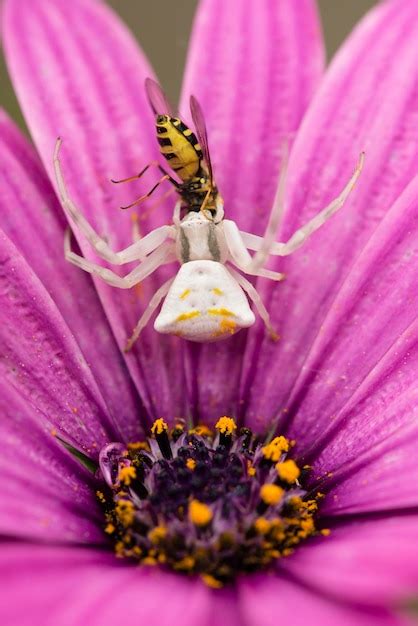 Premium Photo Crab Spider Hunting For Insects