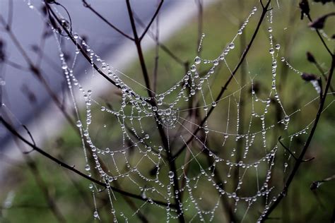Dewdrop Spider Web Cobwebs Free Photo On Pixabay Pixabay
