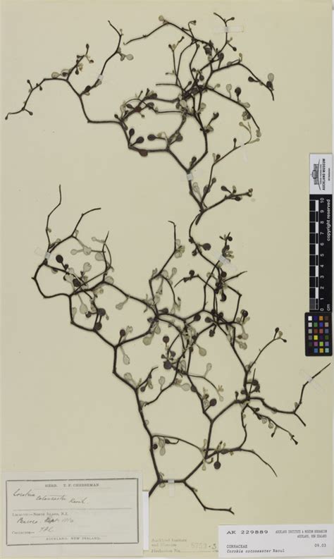 Corokia Cotoneaster — Science Learning Hub