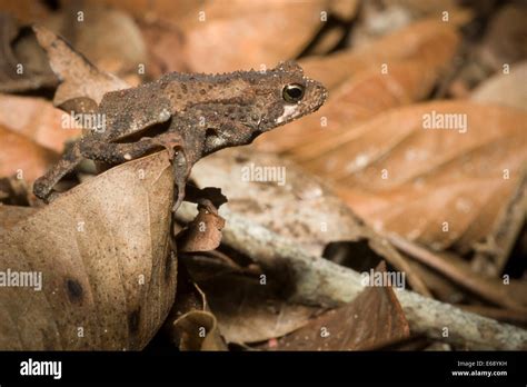 Green Climbing Toad Incilius Coniferus In Leaf Litter Photographed