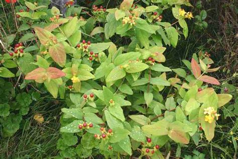 Hypericum Androsaemum