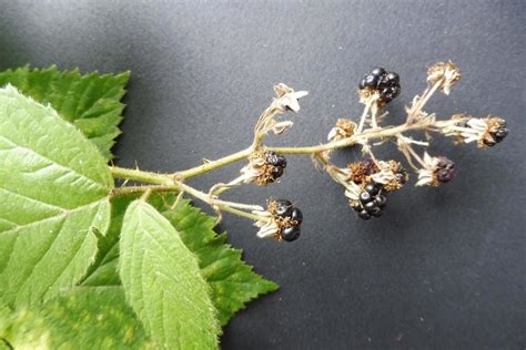 How To Grow Rubus Macrophyllus Earthone