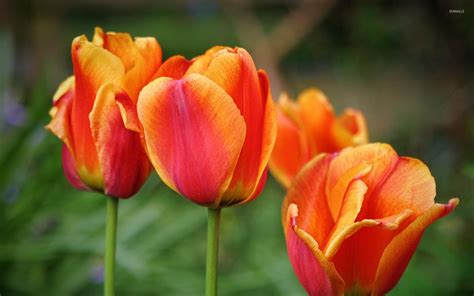 Orange Floral Background