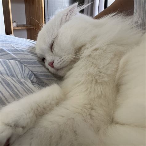 On Twitter Rt Awwwfluffy