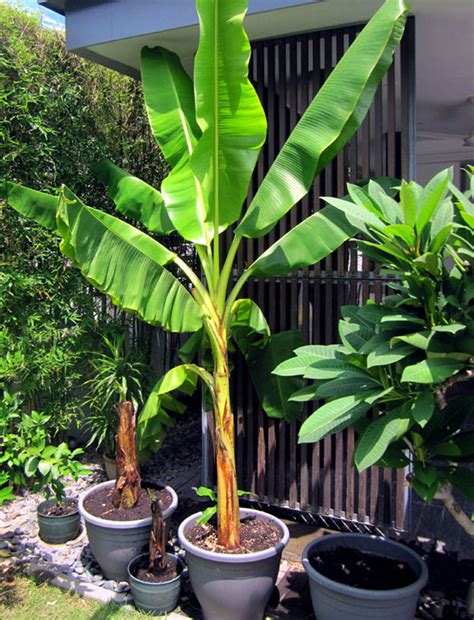 Growing Banana Tree In Containers How To Grow Banana Plant Musa