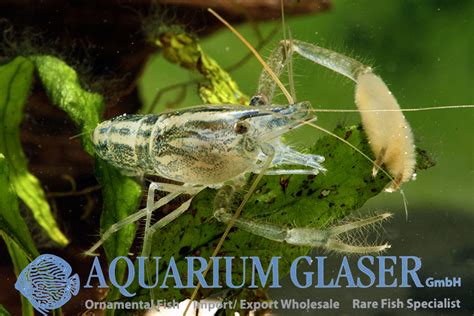 Macrobrachium Scabriculum Aquarium Glaser Gmbh