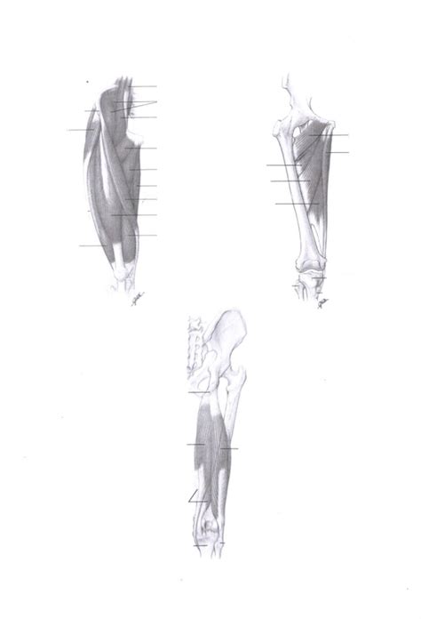 Arm Diagram Quizlet