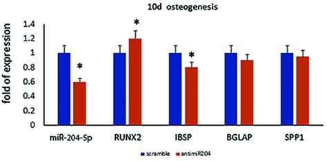 mir 204 5p and osteogenic runx2 col1a1 ibsp bglap spp1 mrna