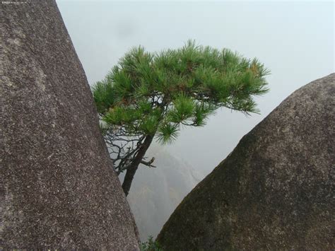 中国国家重点保护野生植物名录 360百科