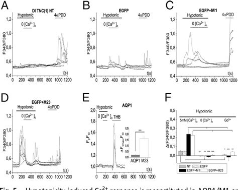 Figure 5 From An Aquaporin 4transient Receptor Potential Vanilloid 4