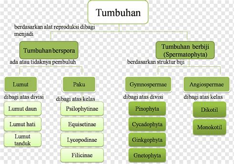 inflación Pinchazo Espacioso mapa conceptual de las plantas medicinales