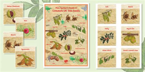 Uk Tree Seeds Id Guide Teacher Made