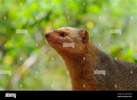 Southern Dwarf Mongoose Dwarf Mongooses Helogale Parvula Dwarf