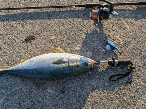すーす さんの 2024年08月18日のイナダの釣り・釣果情報北海道 椴法華港 アングラーズ 釣果600万件の魚釣り情報サイト