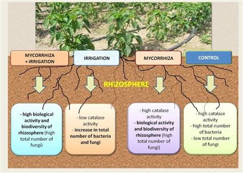 Agronomy Free Full Text Effect Of Mycorrhizal Inoculation And