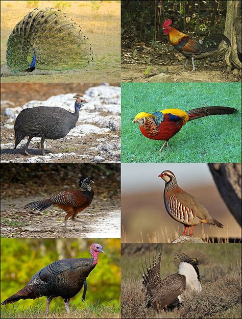 50 Most Common Birds In China The Worlds Rarest Birds