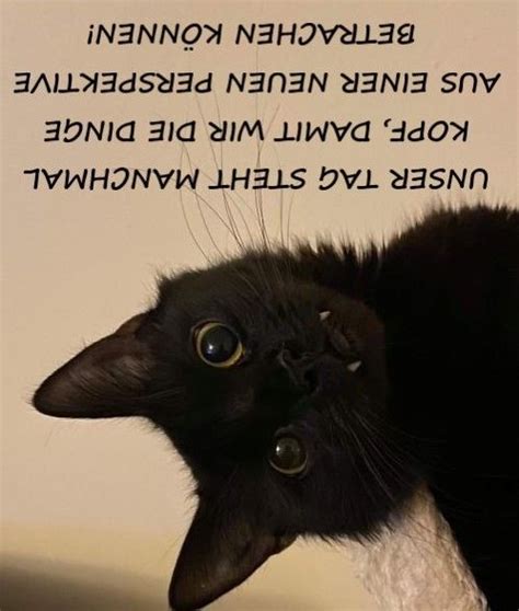 Guten Morgen in 2024 Sprüche katze Lustige guten morgen sprüche