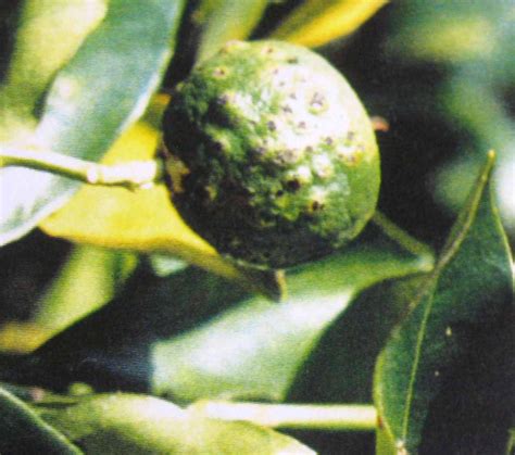 Pseudocercospora Fruit And Leaf Spot Warners Tree Surgery 480 969 8808