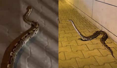 Poznań 1 5 Metrowy Pyton Pełzał Sobie Wesoło Po Ulicy W Księżycową Noc