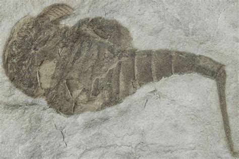 2 6 Eurypterus Sea Scorpion Fossil New York 236952 For Sale