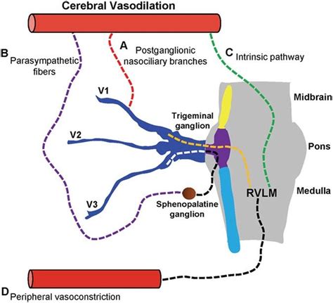 Neuroprotective Effects Of Trigeminal Nerve Stimulation In Severe