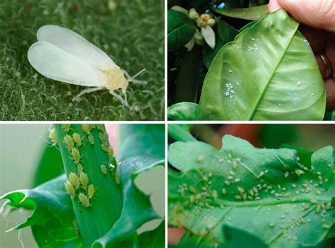 Вредители комнатных растений с фото и названиями меры борьбы