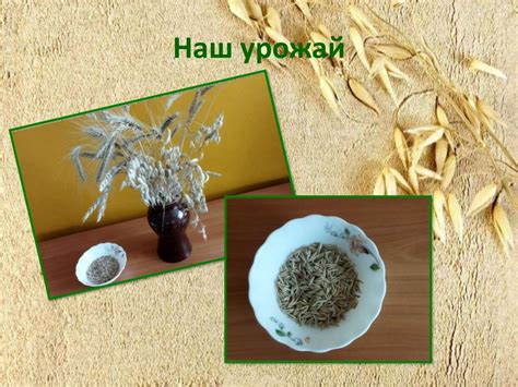 Проект «Выращивание овса презентация онлайн