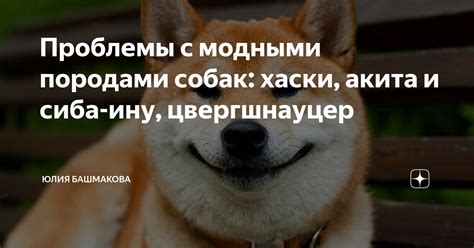 Проблемы с модными породами собак хаски акита и сиба ину