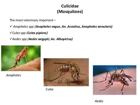 Mosquito Presentation Md Abdul Alim Chittagong Veterinary And Anima