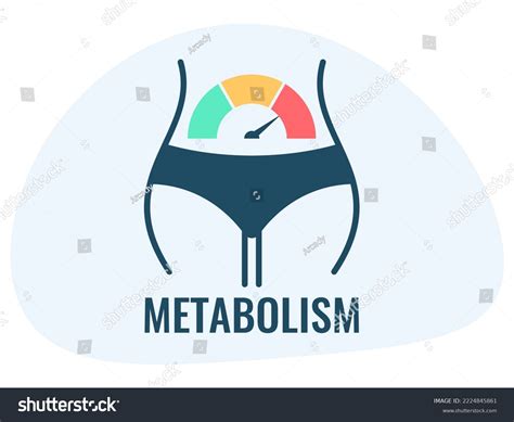 Metabolism Vector Icon On White Background Stock Vector Royalty Free
