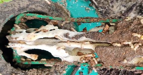 Termite Control Warrawee Est 2003 ☎️ 1300243377