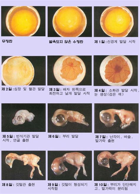 병아리의 부화 과정 [금성농장 조류농장 조류원] 네이버 블로그
