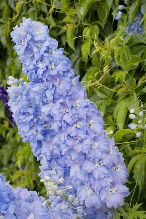 Dwarf Delphinium Mixed Colours Seeds Delphinium Elatum Garden Seeds Market Free Shipping Dwarf Delphinium Mixed Colours Seeds Delphinium Elatum Garden Seeds Market Free Shipping